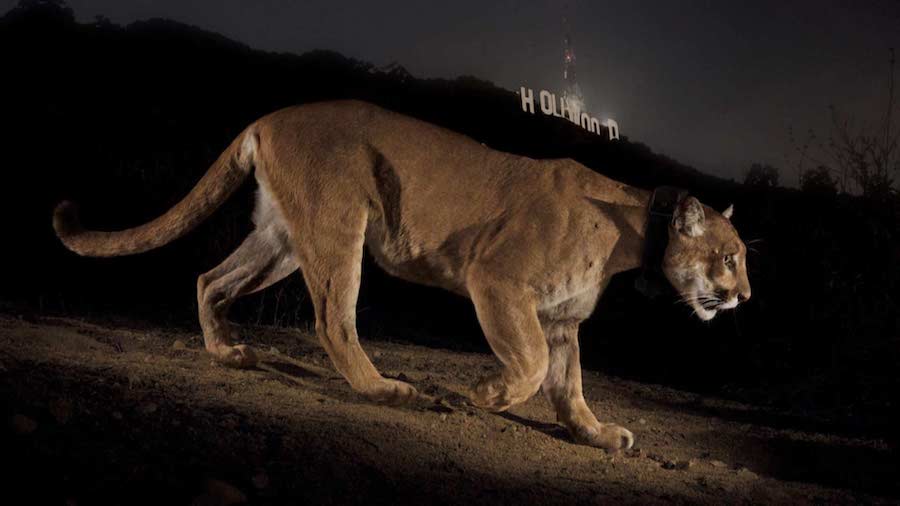 P 22 Mountain Lion Monument